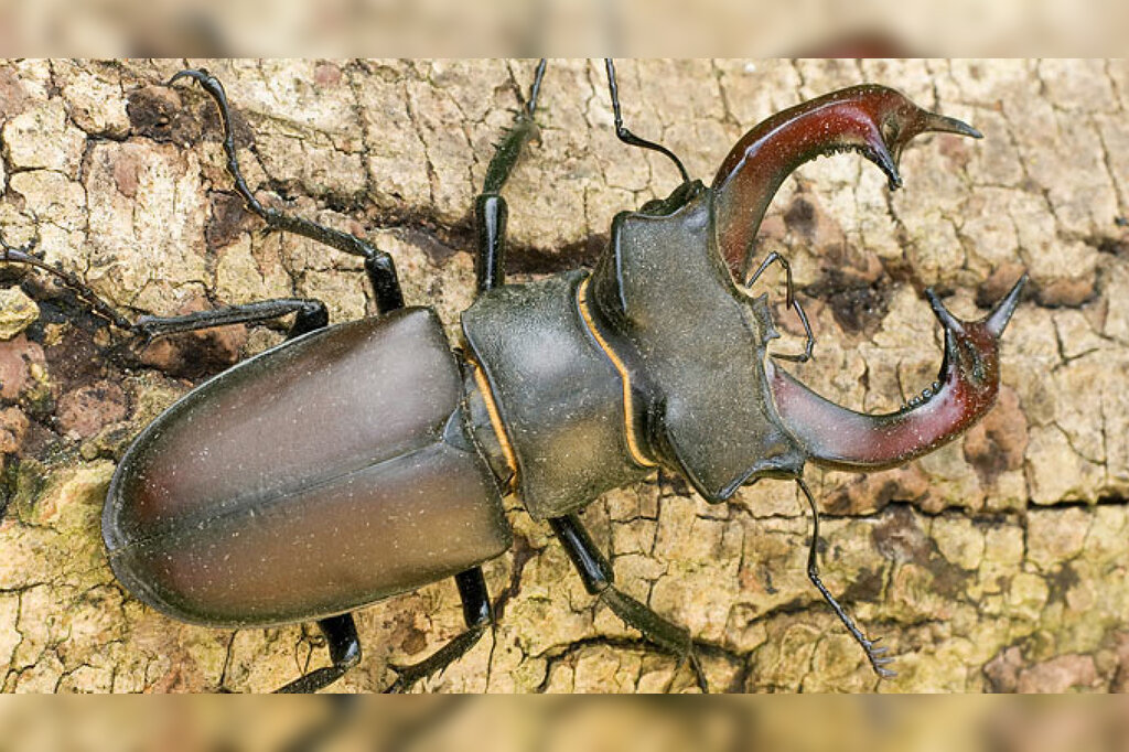 Seltene Hirschkäfer im Blick: NABU und Behörden rufen zur Meldung auf